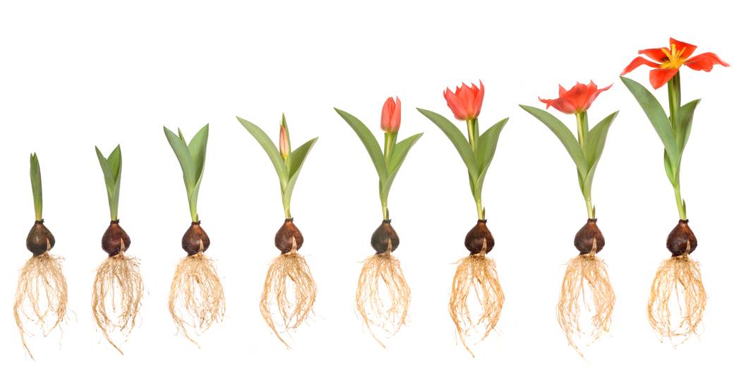 Sower’s Seed | Campus Ministry