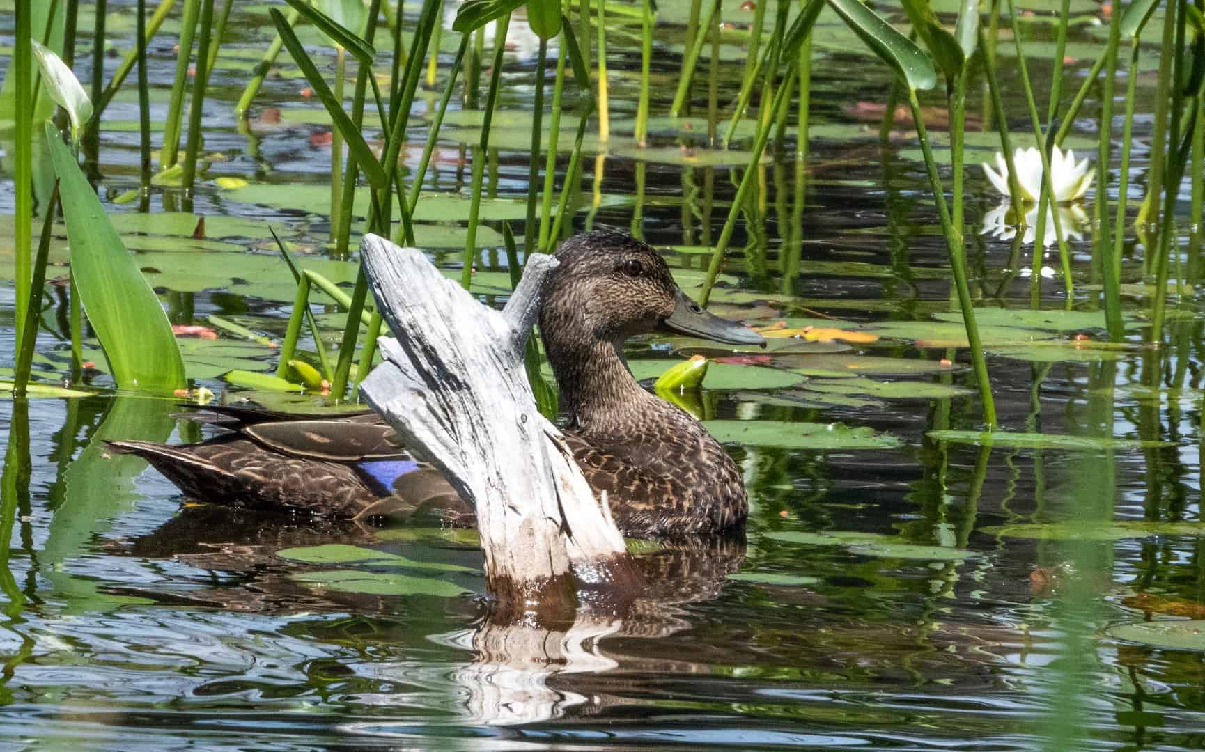 Adirondack Chronicles 2019.3: Duck Hunting | President's Office