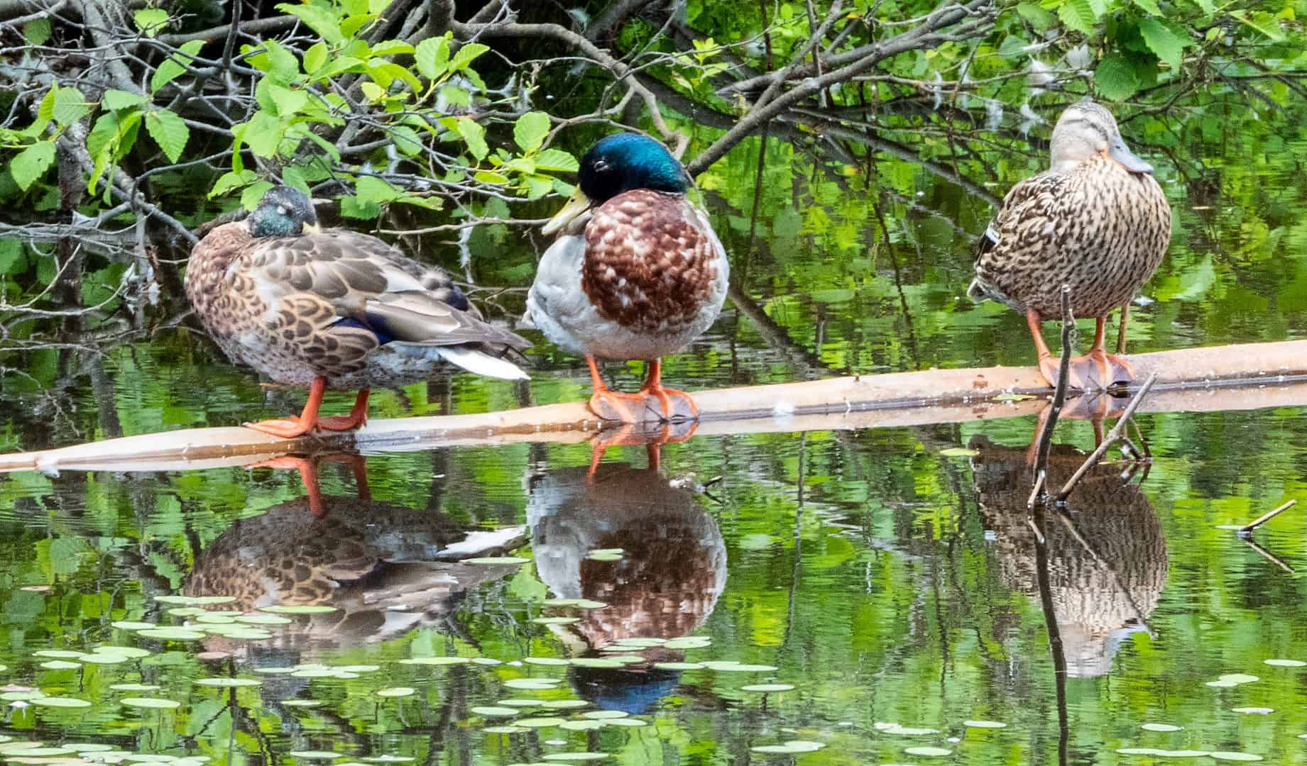 Adirondack Chronicles 2019.3: Duck Hunting | President's Office