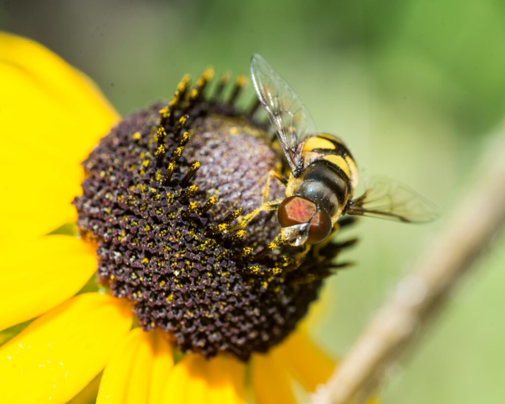 bee 1 (Large) | Trinity Washington University